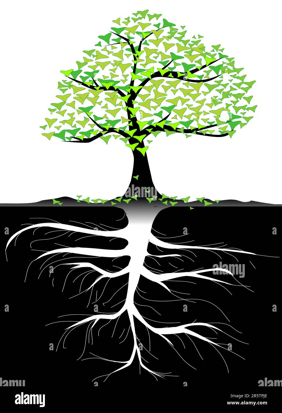 A summer tree with heart shaped for leaves showing above and below ...