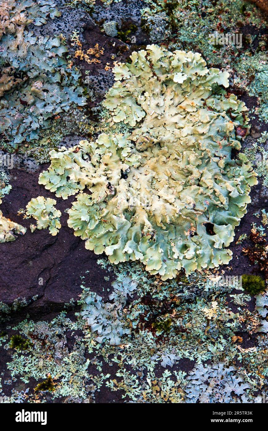Various species of lichen growing on a mossy rock in Pennsylvania’s ...