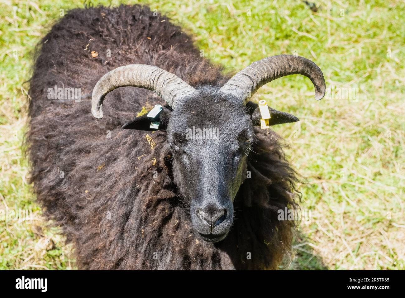 Woman Walking to Garsdale Head From the Pennine Journey bridleway ...