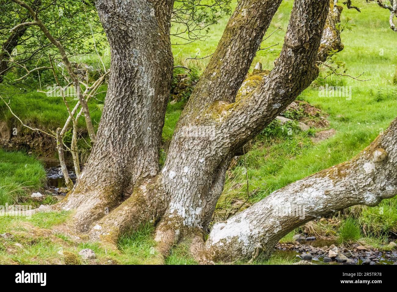 Woman Walking to Garsdale Head From the Pennine Journey bridleway ...