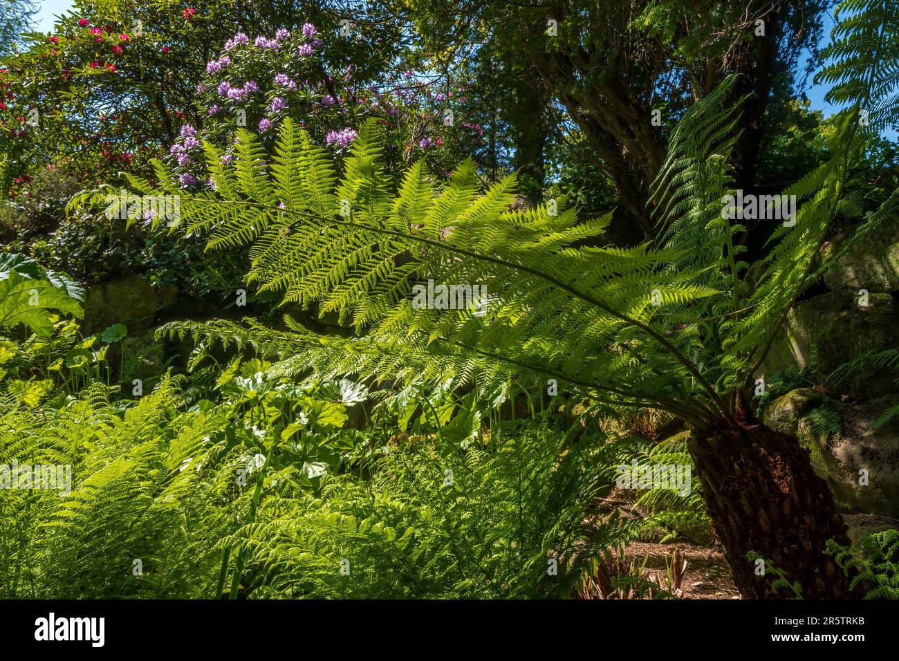Giant ferns backlit in summer sunshine Stock Photo - Alamy