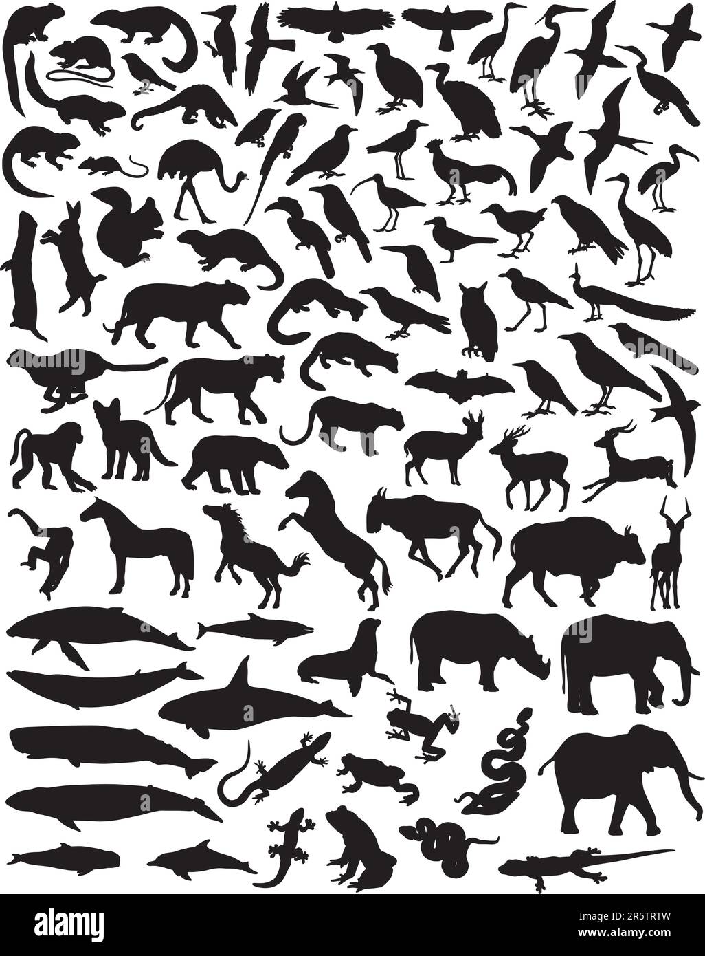 Wide frog Stock Vector Images - Alamy