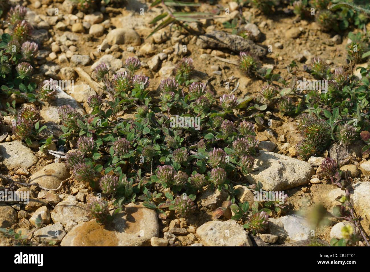 Natural closeup on the Hairy Canary-Clover, Lotus hirsutus in the ...