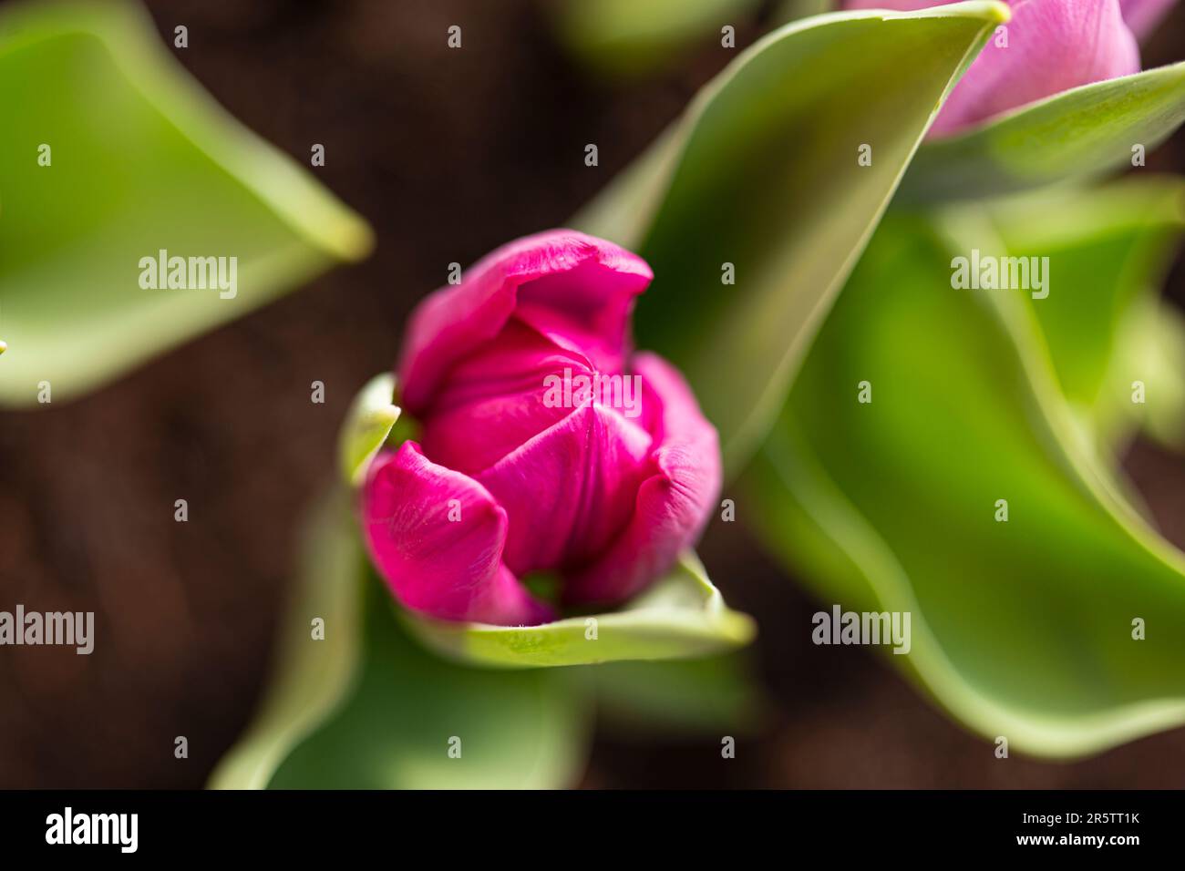 Purple tulip flower bulb blossoming Stock Photo - Alamy
