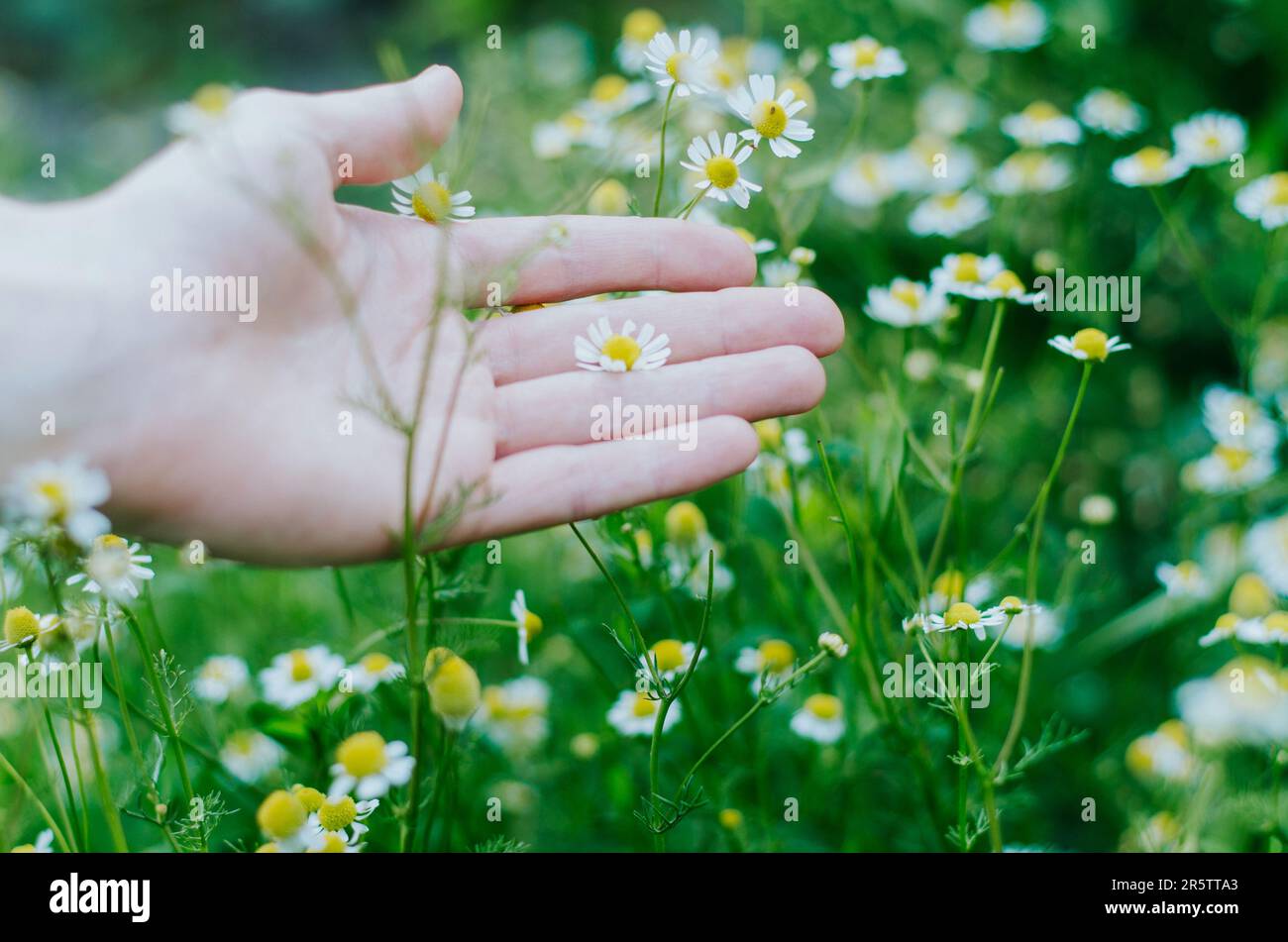 Daisy in hand up close hi-res stock photography and images - Alamy