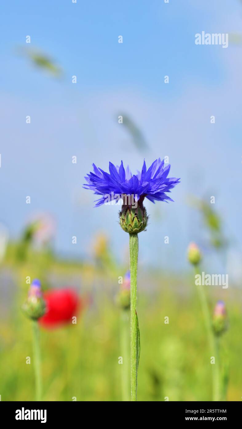 Centaurea cyanus romantic blue flower hi-res stock photography and ...