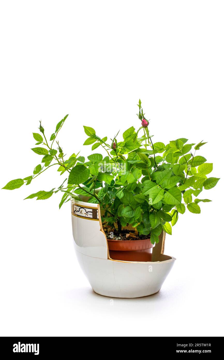 Short pot Cut Out Stock Images & Pictures - Alamy