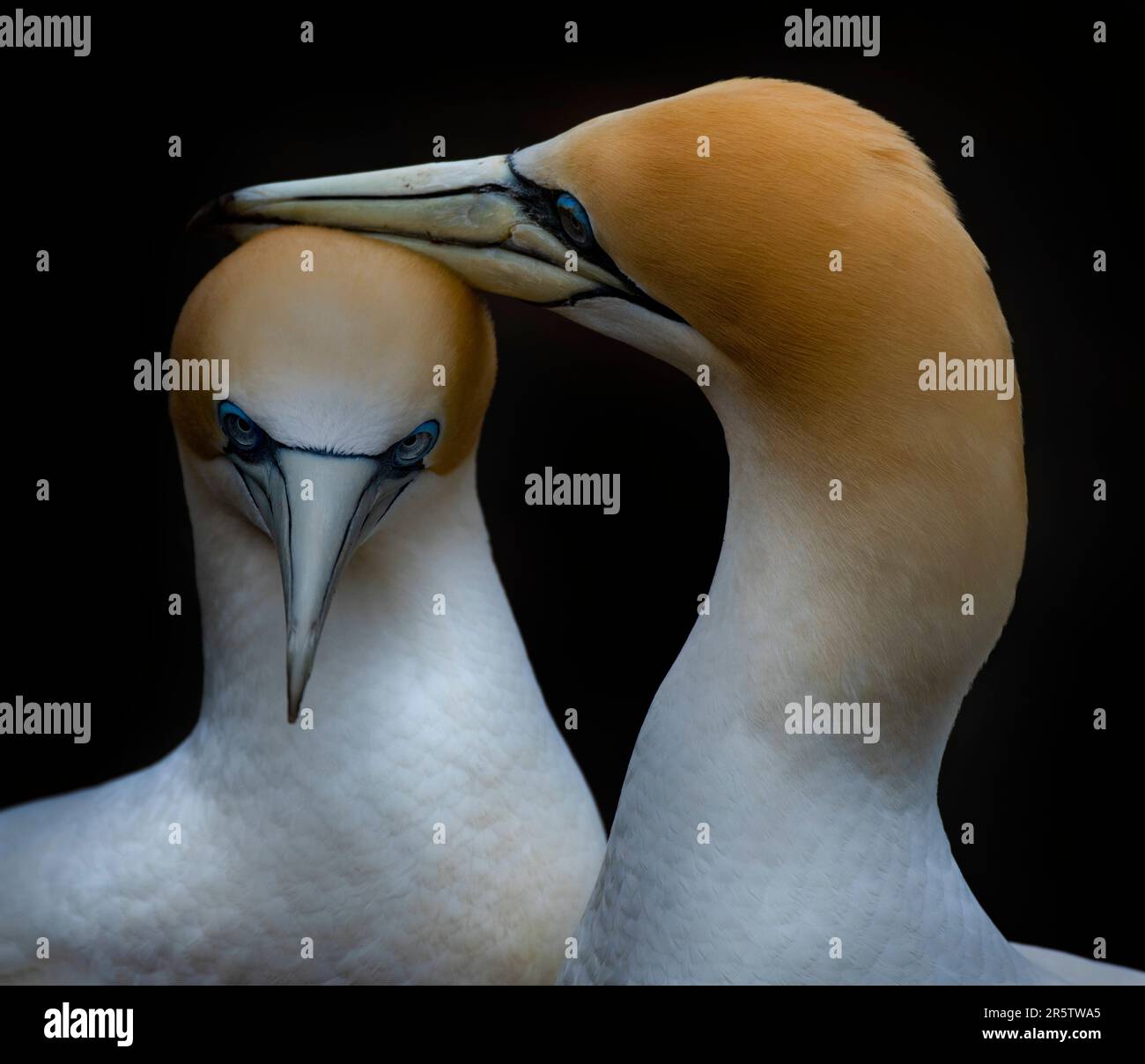 A picture of two birds affectionately touching beaks against a dark ...