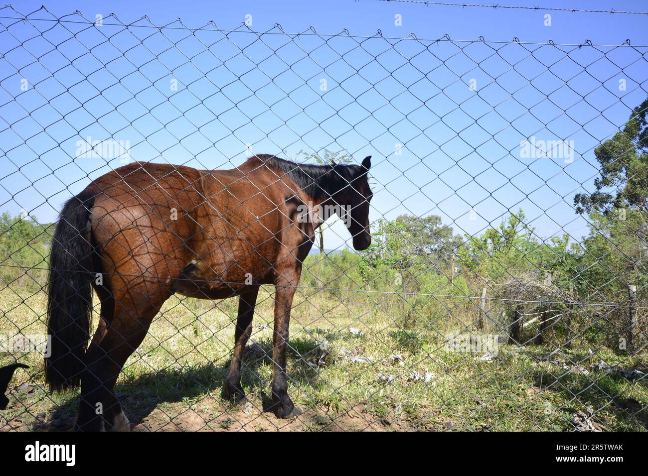 Horse or mare, animal in the pasture. Wire fence protection. Blue sky ...