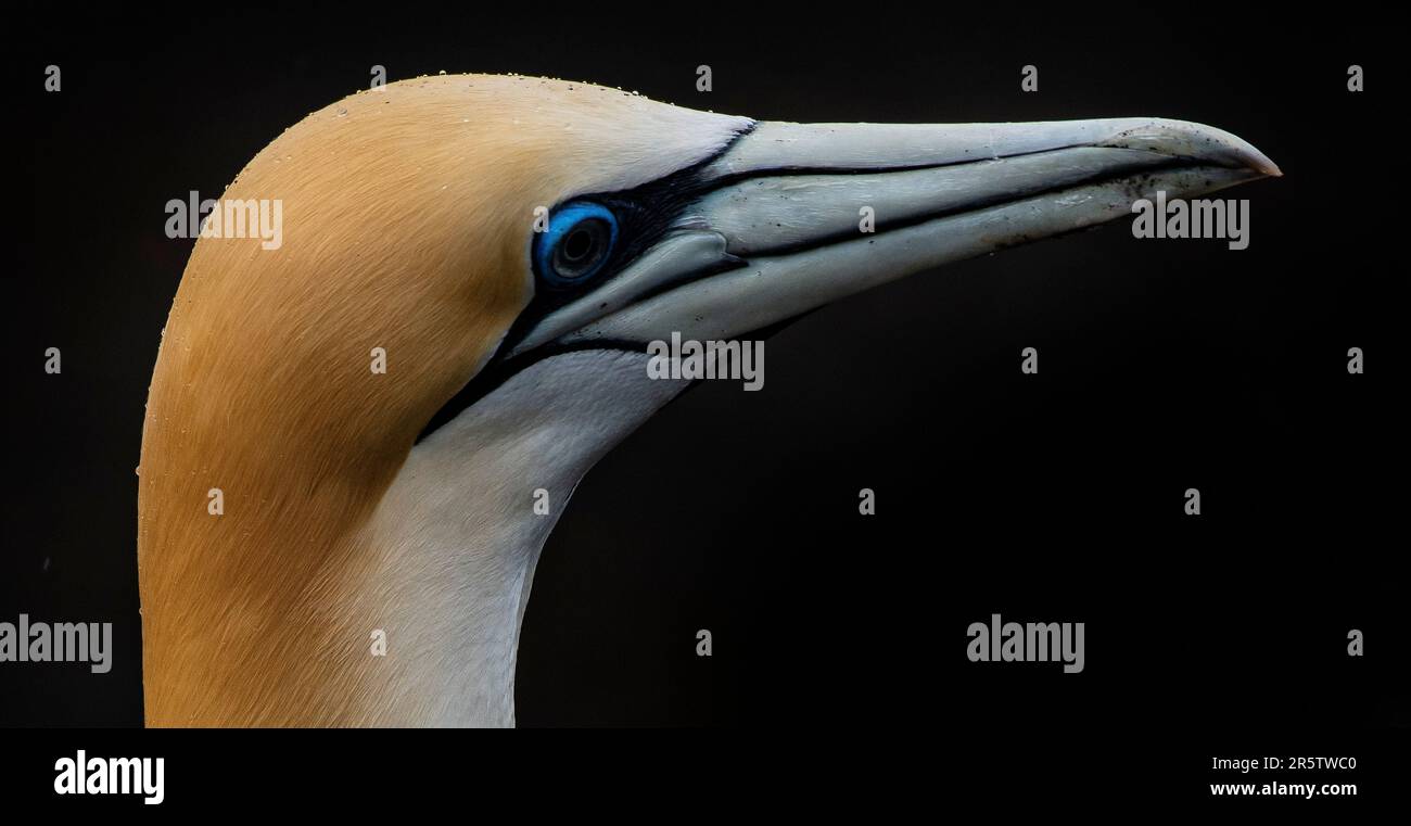 A close-up profile of a bird with bright blue eyes against a stark ...