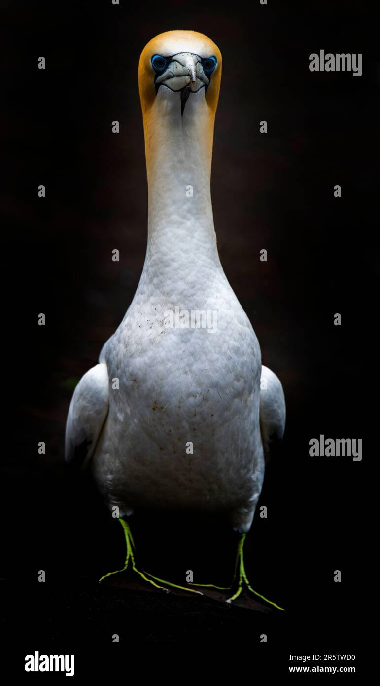 A yellow-headed and yellow-footed bird stands in an alert pose, looking ...