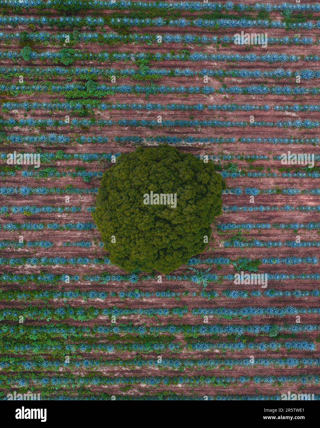 An aerial view of a vibrant green tree in a vibrant field Stock Photo ...