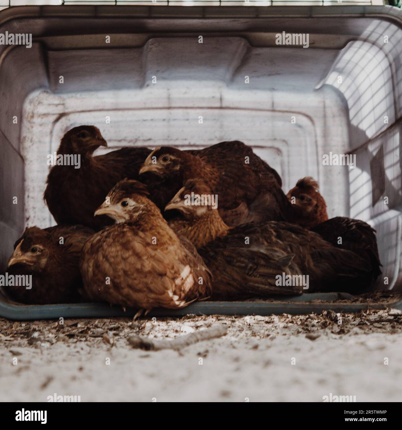 Chickens in a barnyard hi-res stock photography and images - Alamy