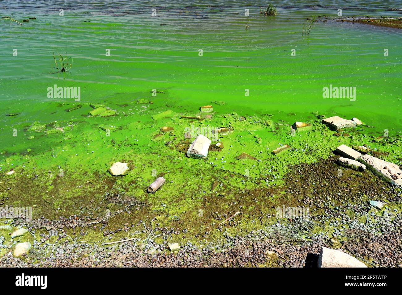 Water pollution by blooming blue green algae - is world environmental ...