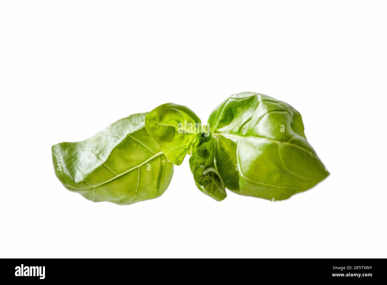 Hairy basil Cut Out Stock Images & Pictures - Alamy