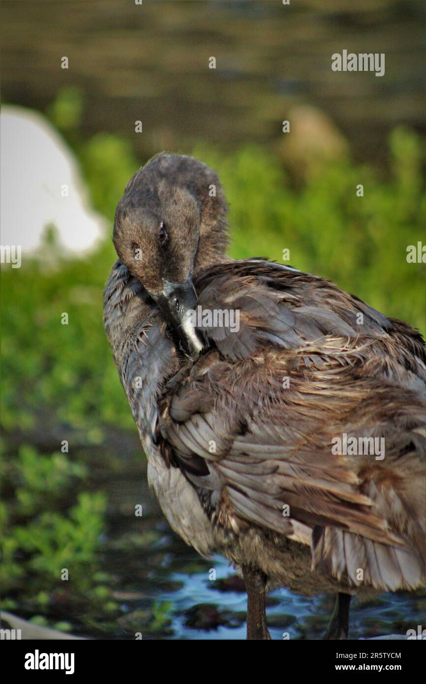 Grey duck hi-res stock photography and images - Alamy