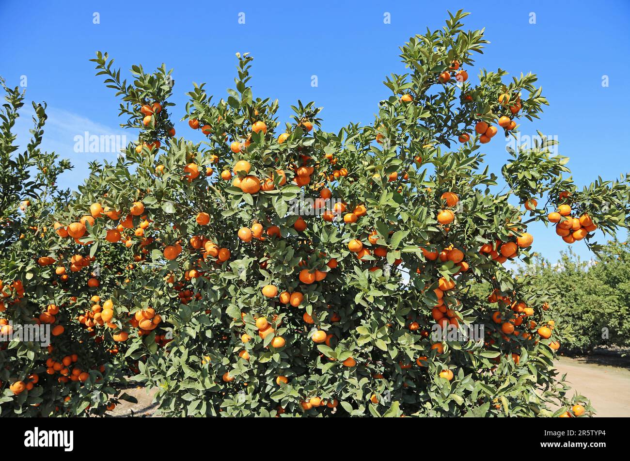 Tangerine tree - California Stock Photo - Alamy