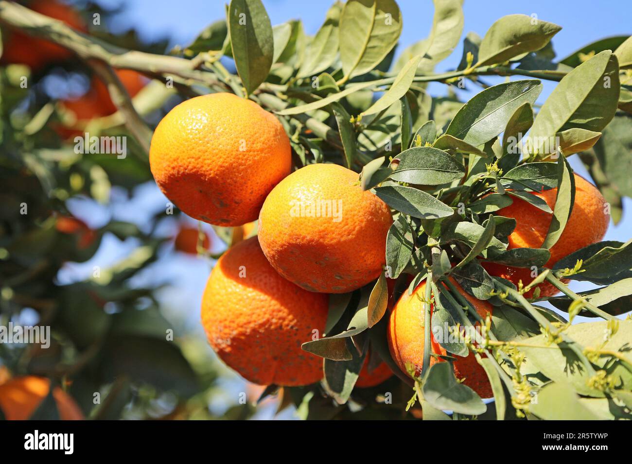 Tangerine on the branch - California Stock Photo - Alamy