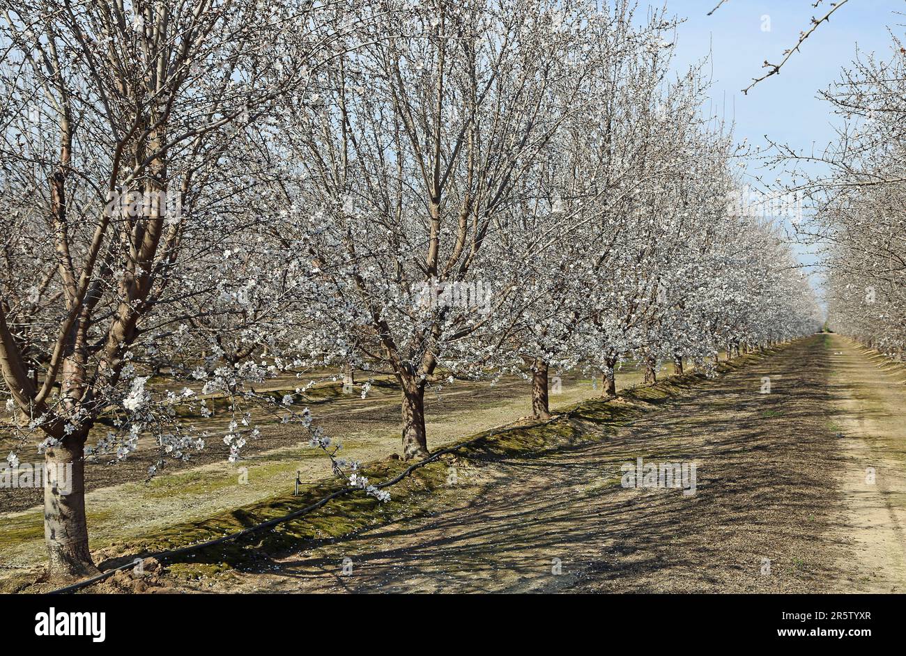Almond tree alley - California Stock Photo - Alamy