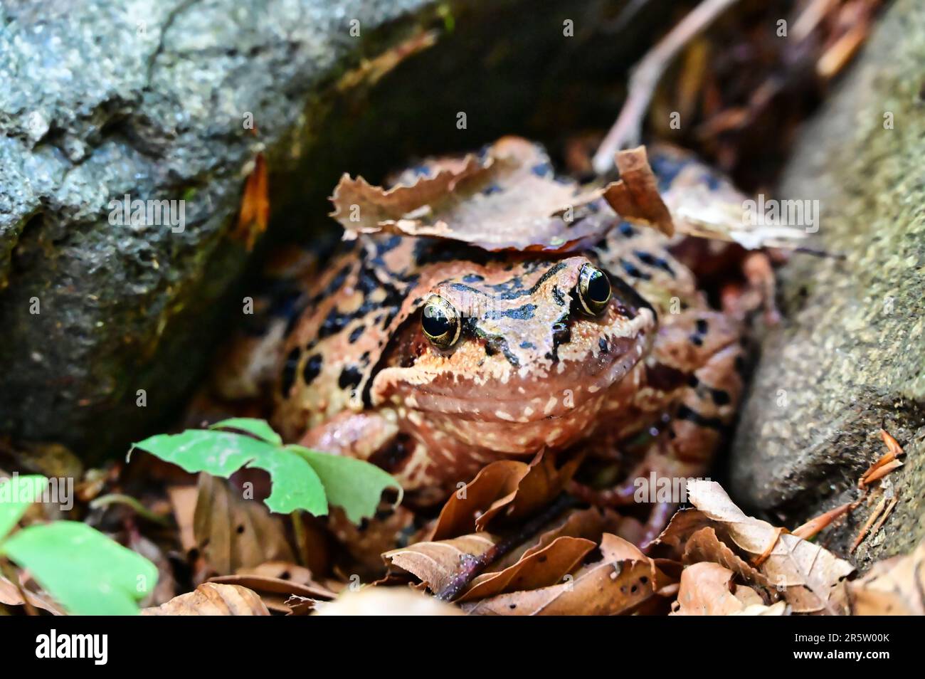 frog in the forest Stock Photo - Alamy
