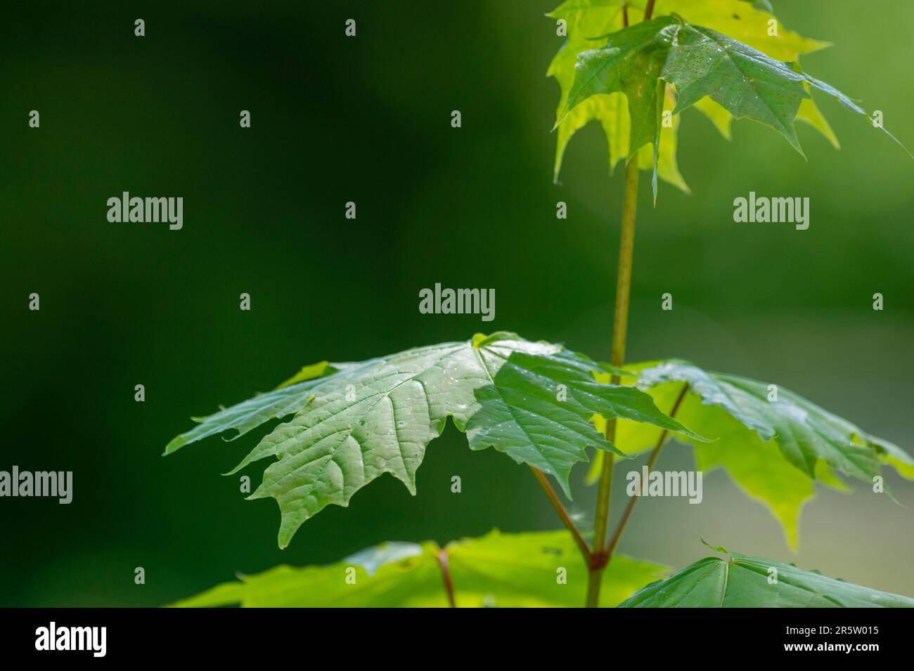 Maple leaf forest hi-res stock photography and images - Alamy