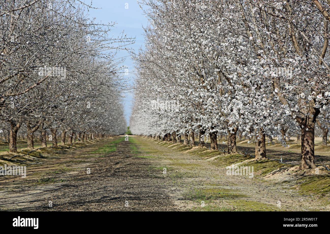 Almond tree in blossom - California Stock Photo - Alamy