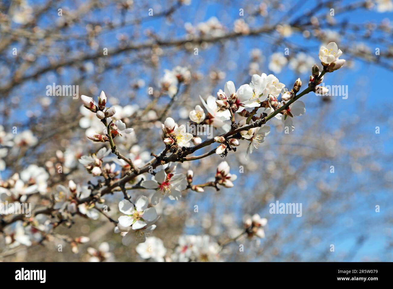 Almond branch with blossom - California Stock Photo - Alamy