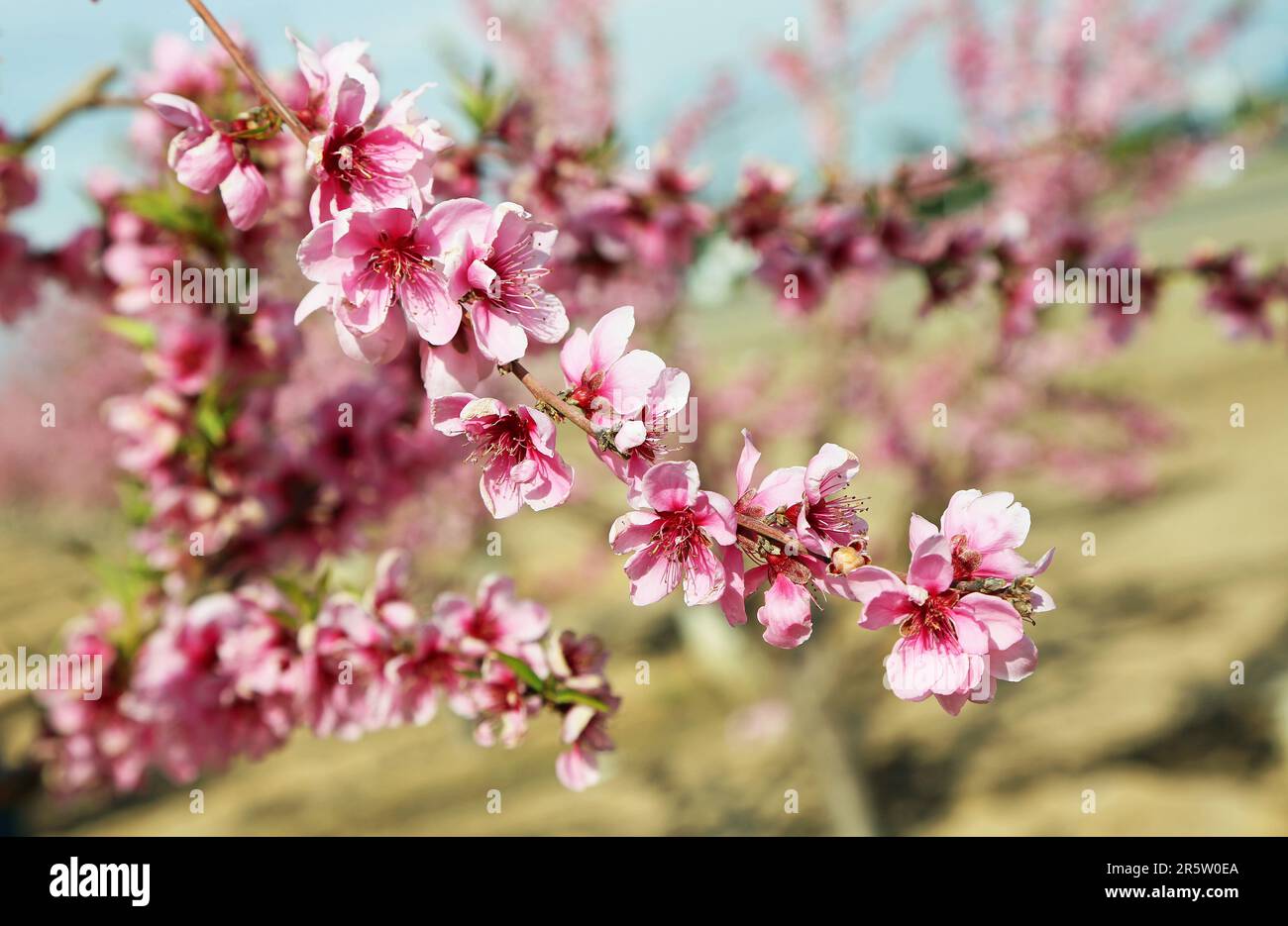 Blossom farm spring hi-res stock photography and images - Alamy
