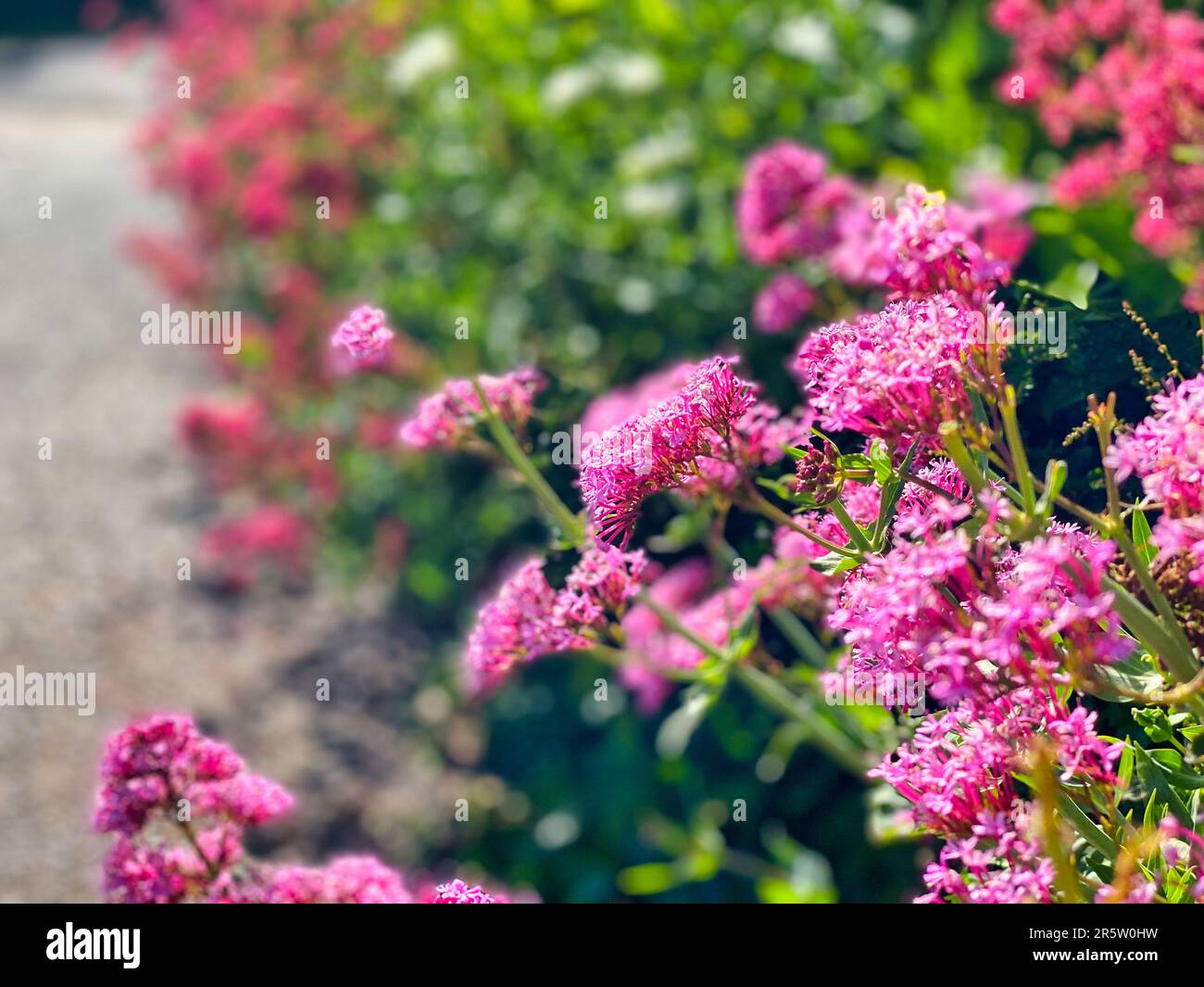Flower petal pathway hi-res stock photography and images - Alamy