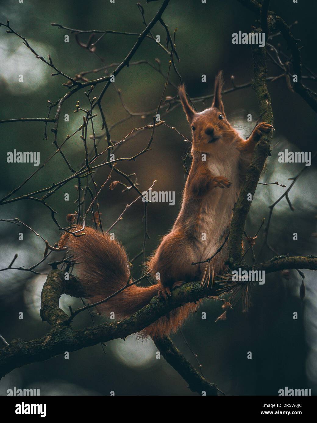 A vibrant red squirrel perched atop a tree branch, standing upright on ...