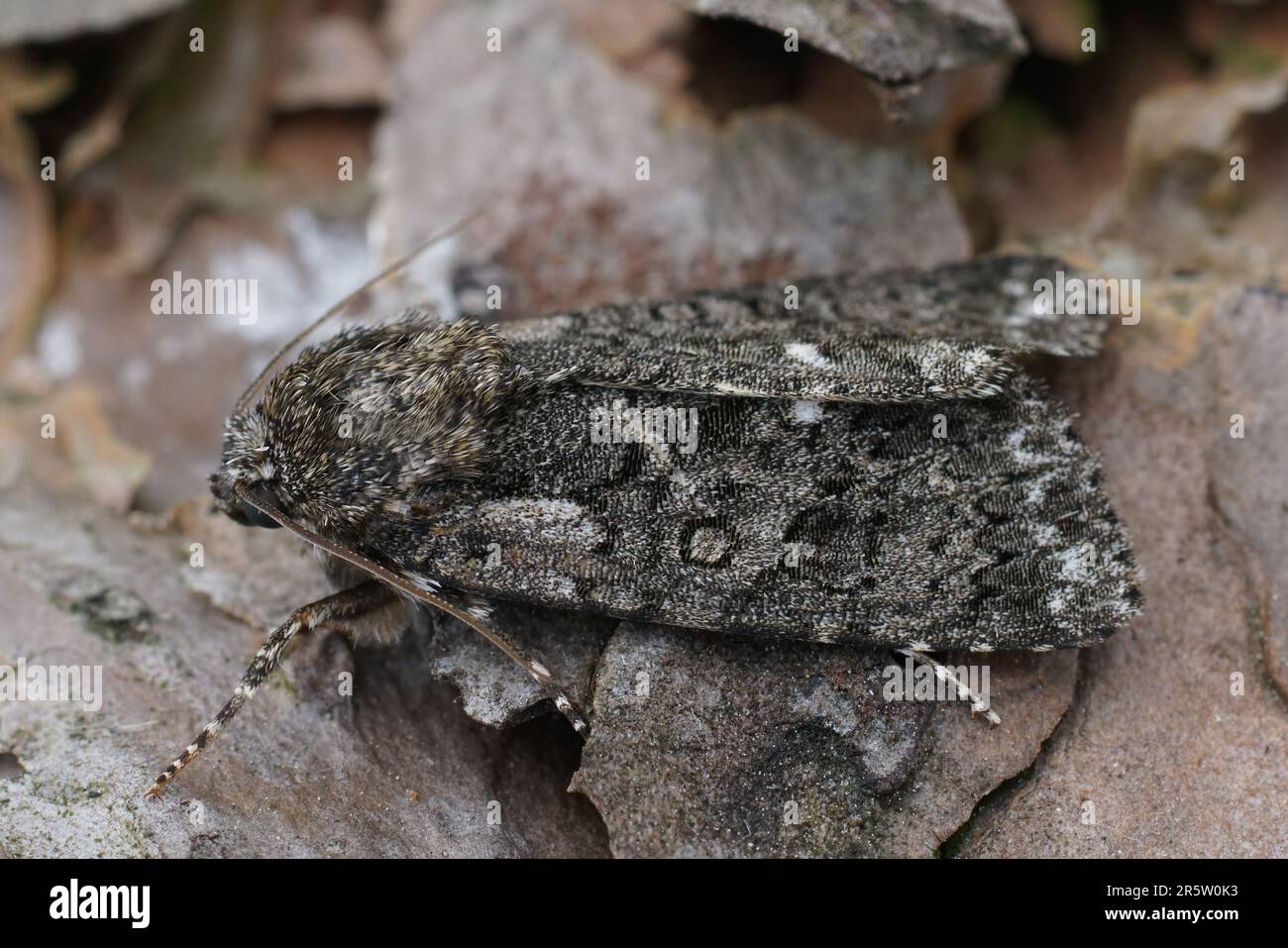 Natural detailed closeup on a Knot Grass owlet moth, Acronicta rumicis ...
