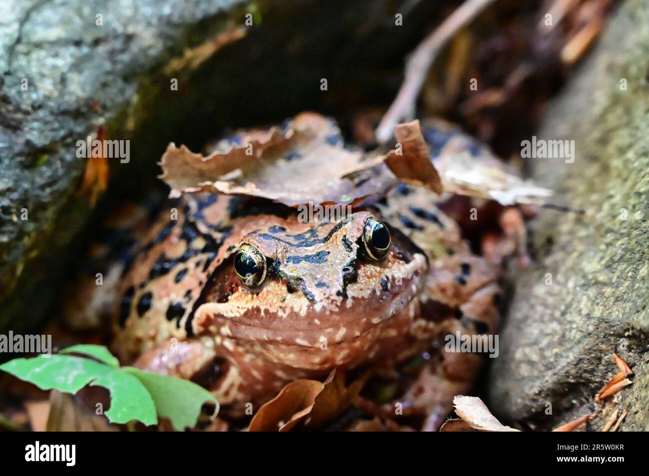 frog in the forest Stock Photo - Alamy