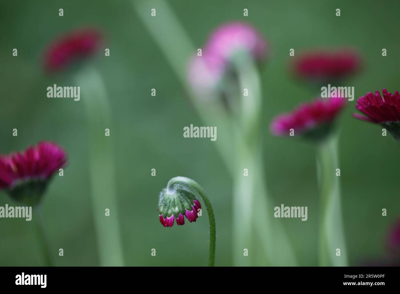 Shy flower hi-res stock photography and images - Alamy