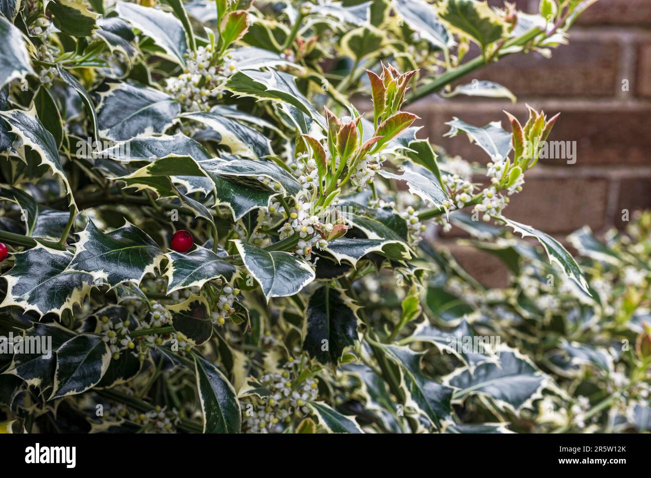 A variegated variety of Ilex aquifolium, holly, shown with berries and ...