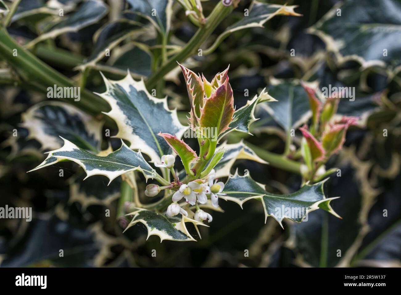 A variegated variety of Ilex aquifolium, holly, flowering in the UK ...
