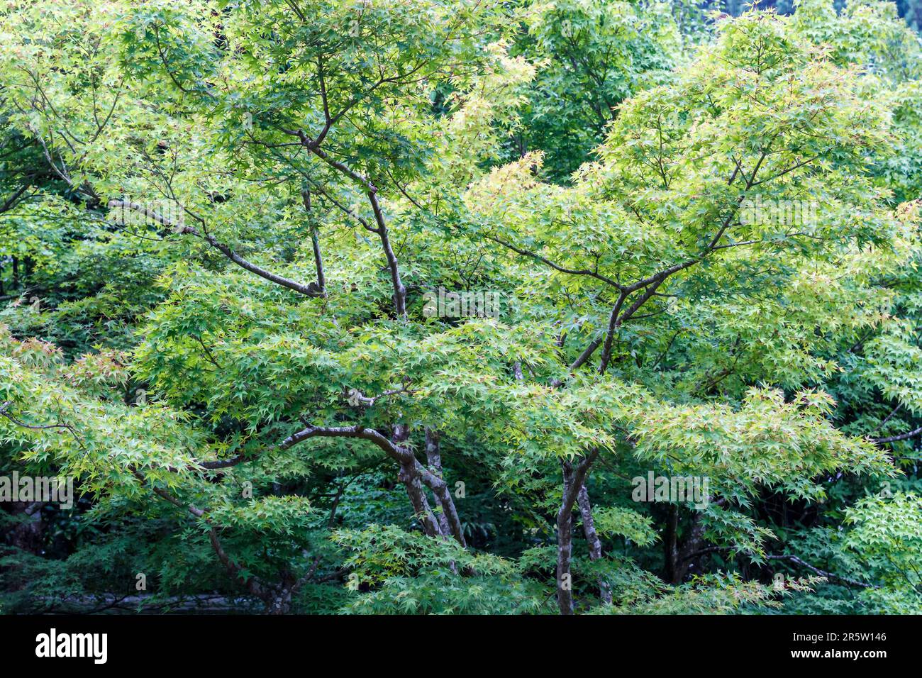 A scenic view of green maple trees in a garden in Japan Stock Photo - Alamy