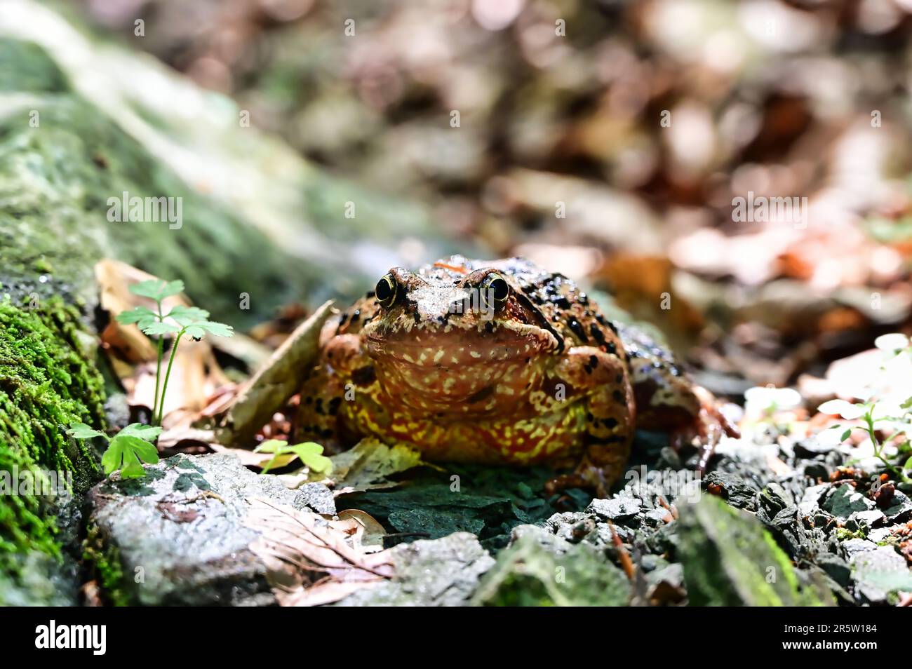 frog in the forest Stock Photo - Alamy