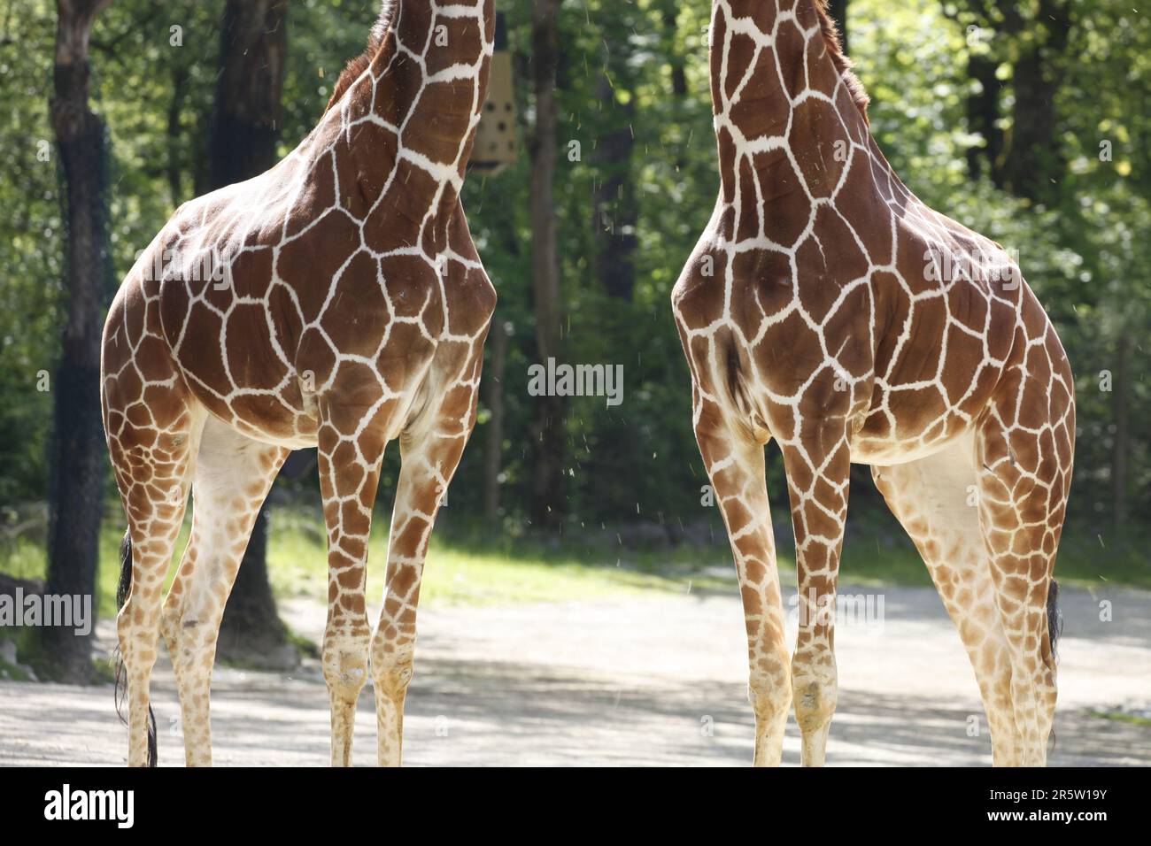 Without heads hi-res stock photography and images - Alamy