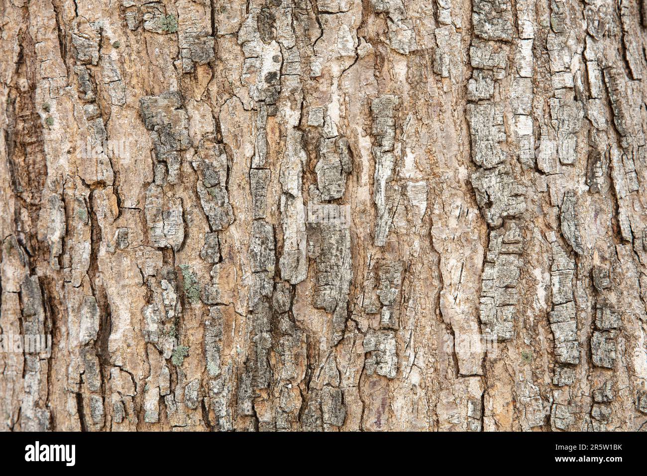 Close-up picture of a tree barl at a park in south florida USA Stock ...