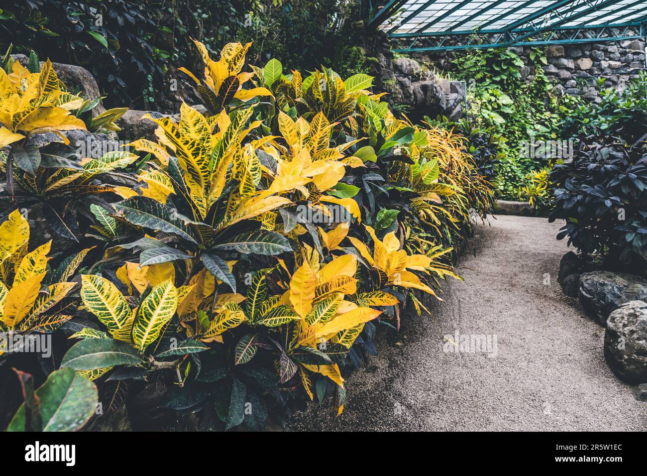 Yellow and green leaves of Croton Petra or codiaeum variegatum exotic ...