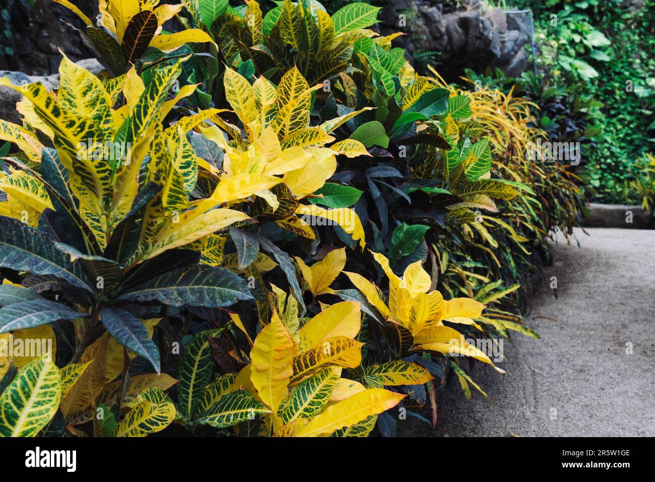 Yellow and green leaves of Croton Petra or codiaeum variegatum exotic ...