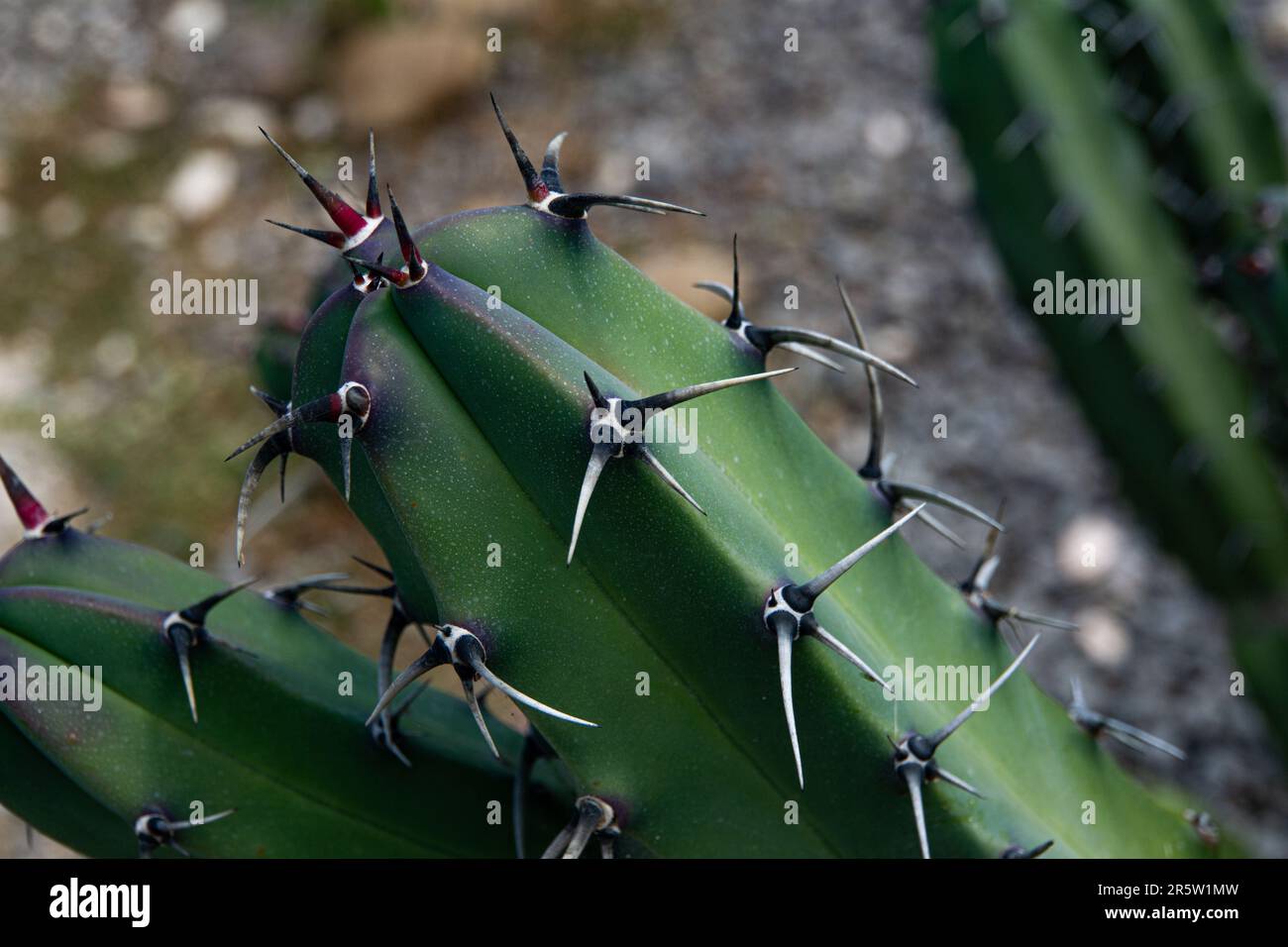 Varieties cactus in pots hi-res stock photography and images - Alamy