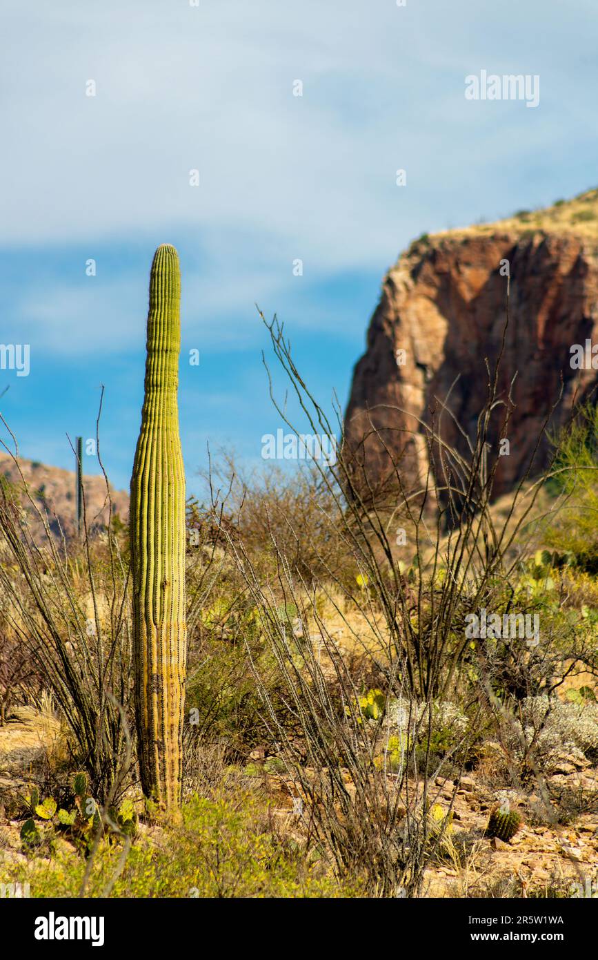 A stunning desert landscape with cacti and rolling sand dunes ...