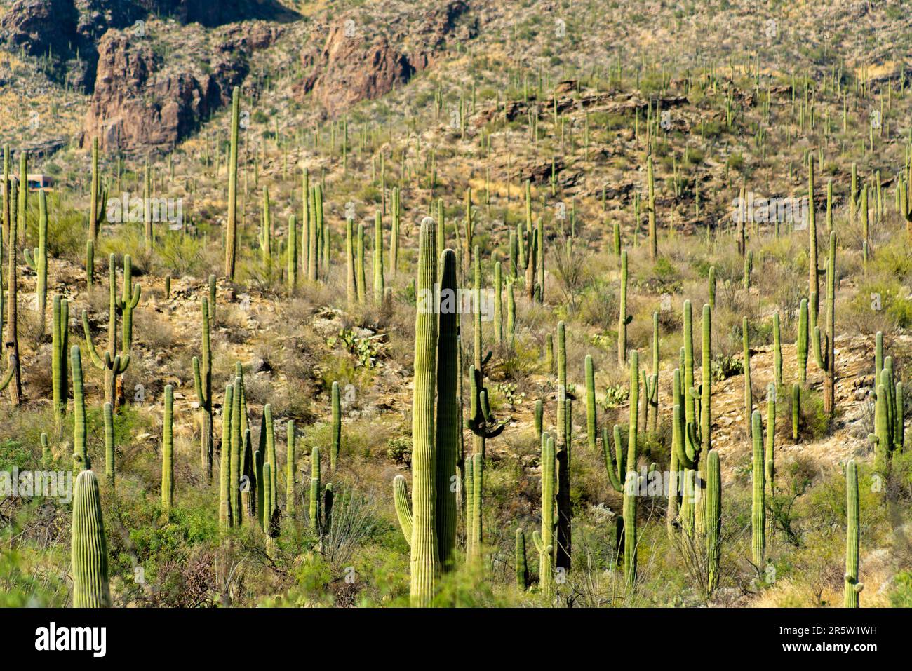 A stunning desert landscape with cacti and rolling sand dunes ...