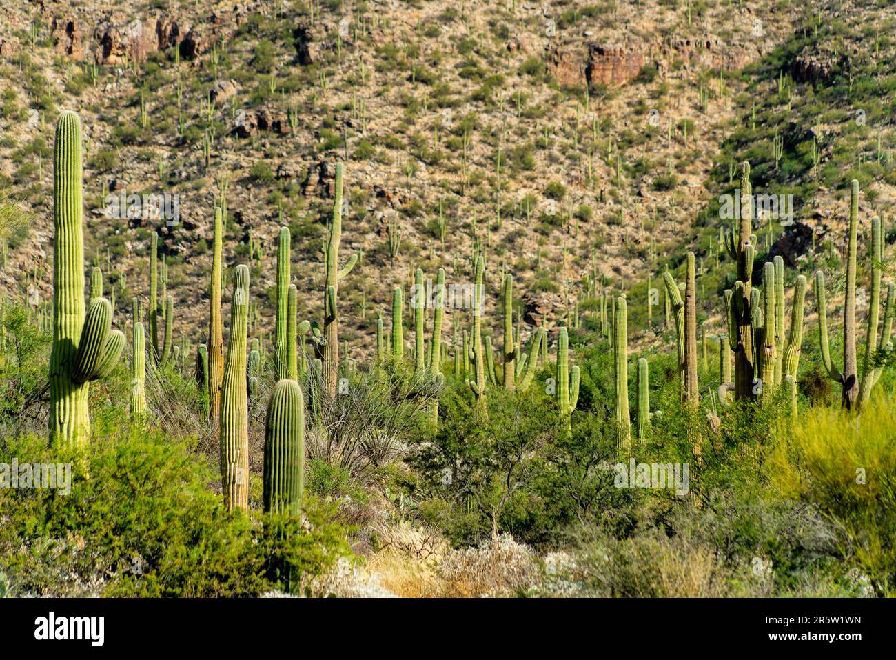 A stunning desert landscape with cacti and rolling sand dunes ...