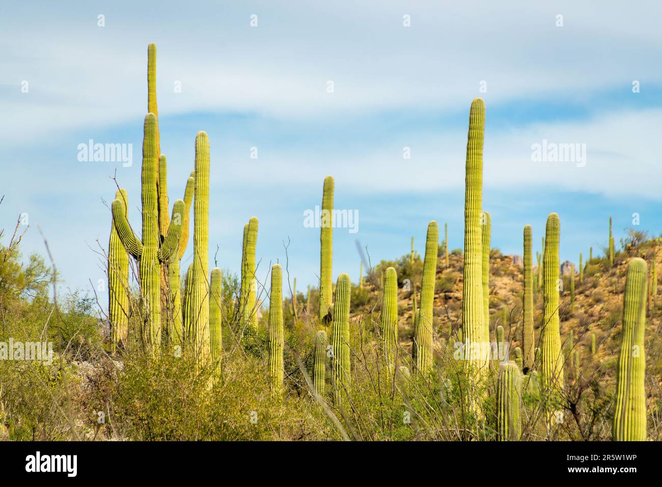 A stunning desert landscape with cacti and rolling sand dunes ...