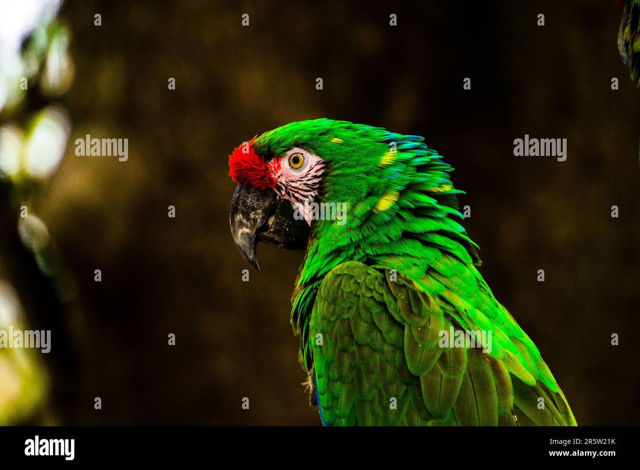 Guacamaya hi-res stock photography and images - Alamy