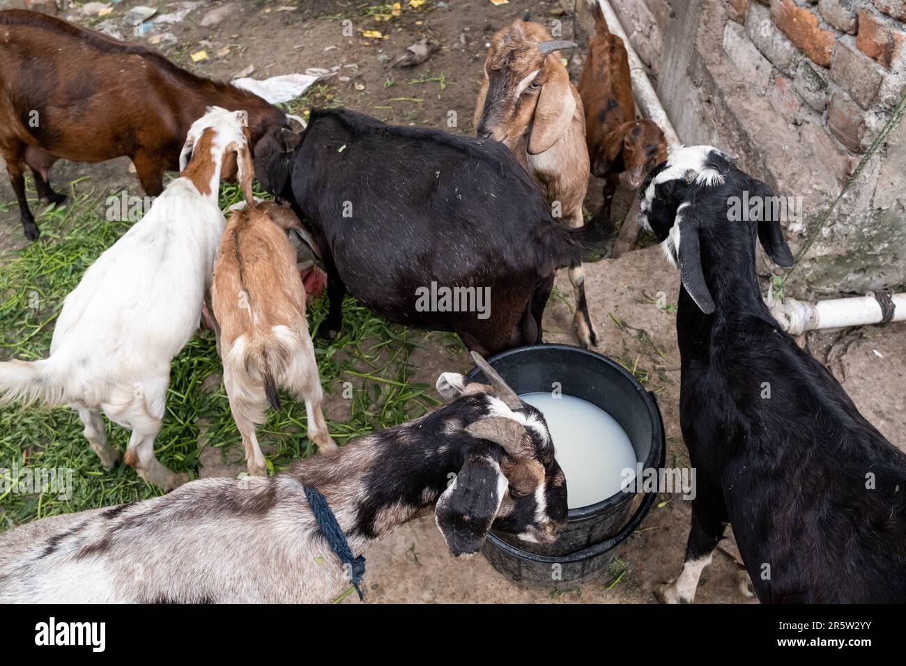 Goats roaming the streets. The slum of Duari Para in Dhaka, the capital ...