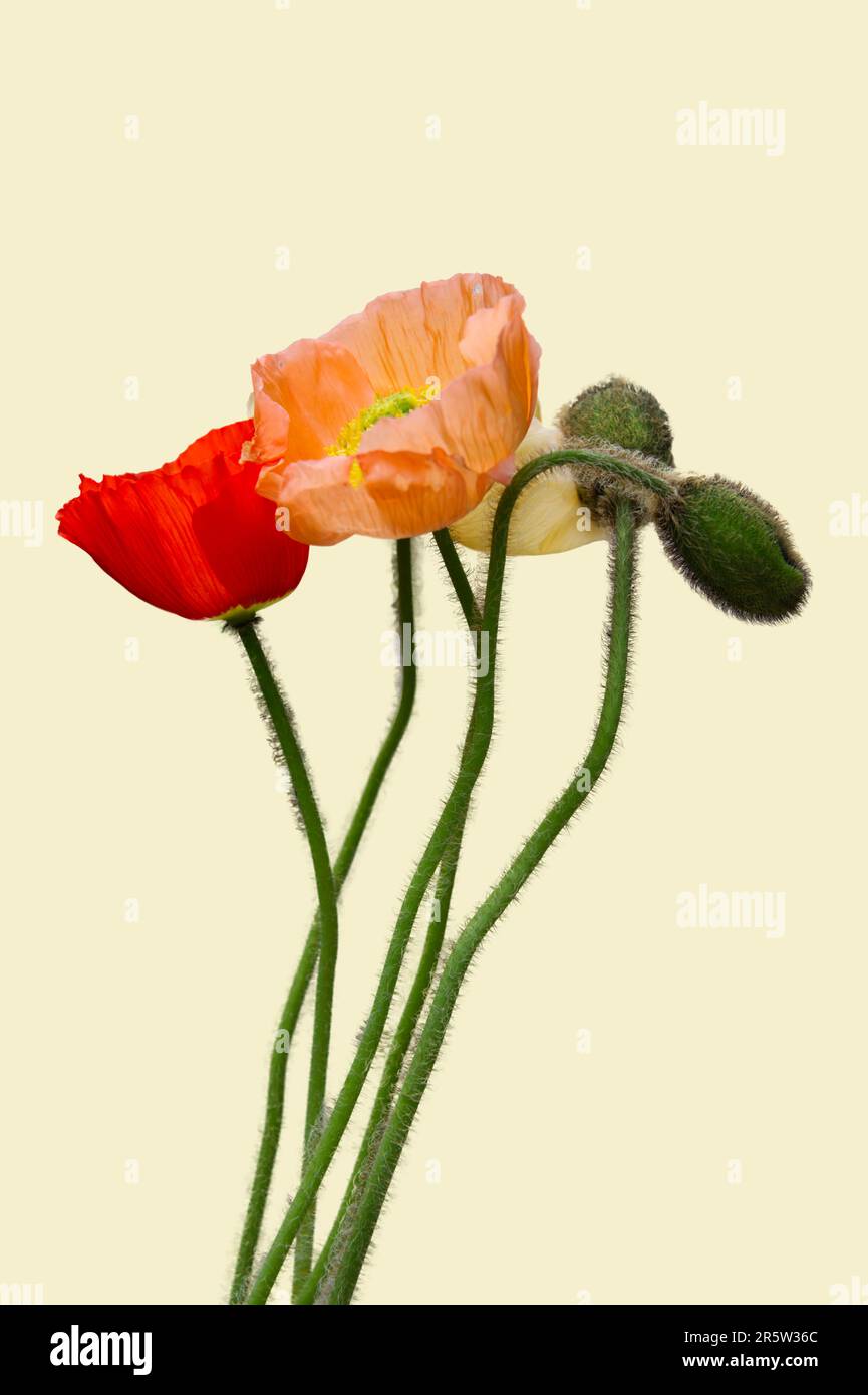 Flowers of various colors hi-res stock photography and images - Alamy