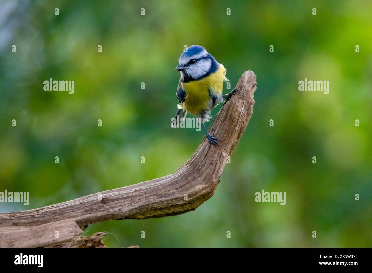 An adorable blue and yellow bird perched atop a piece of wood, looking ...
